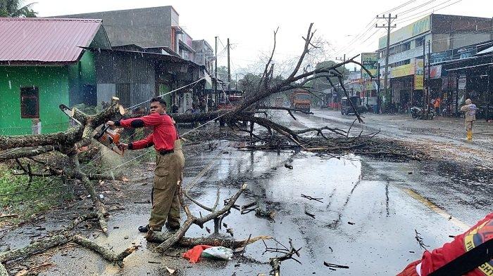 Hujan Disertai Angin Kencang Tumbangkan Pohon Tua di Jalan Nasional di Kuta Malaka - Serambinews.com