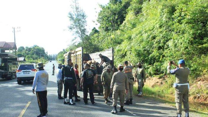 Satpol PP Aceh Jaya Jaring Lagi 7 Sapi & 13 Kambing di Jalan Raya, Pemilik Diimbau Tak Lepas ...