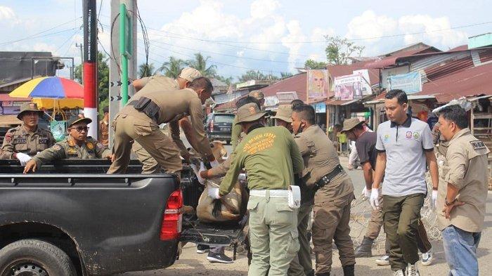 Satpol PP Aceh Jaya Jaring 19 Ekor Ternak Berkeliaran di Jalan dan Perkantoran - Serambinews.com