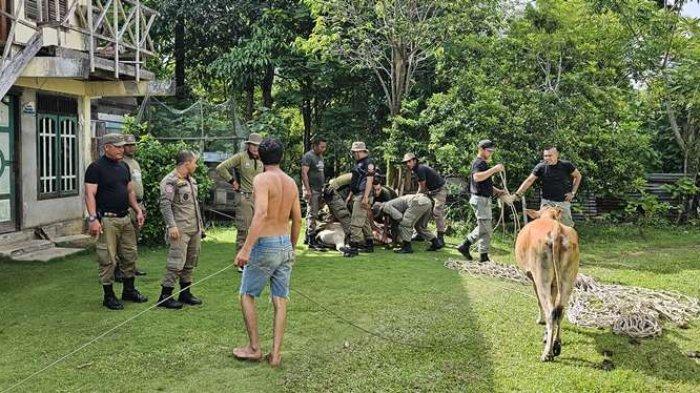 Pemilik Hadang Satpol PP Saat Penertiban Ternak di Aceh Jaya, Hamdani: Mereka belum Paham Aturan ...