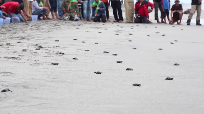 Penyu, Icon Baru Pantai Panga - Serambinews.com