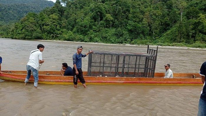 Harimau Terkam Ayah dan Anak di Kluet Tengah, BKSDA Aceh Pasang ...
