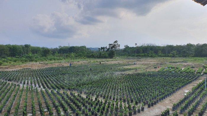 Aceh Tamiang Remajakan 10 Ribu Hektare Kebun Kelapa Sawit Masyarakat - Serambinews.com
