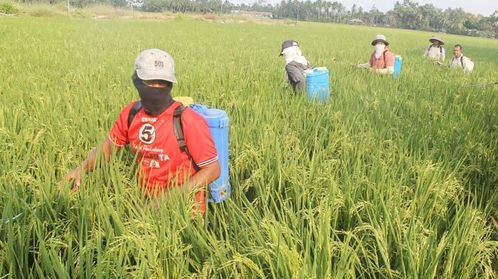 Hama Wereng Serang Glumpang Tiga dan Baro - Serambinews.com