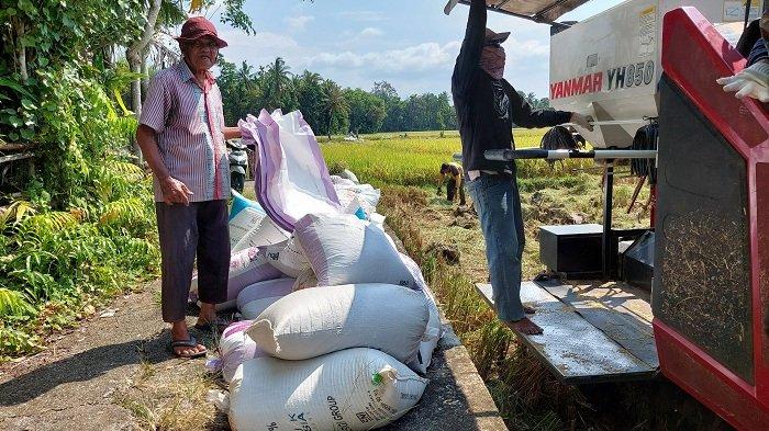 Bulog Sigli Bandrol Harga Gabah Rp 5.750/Kg, Siap Serap 700 Ton Padi Petani untuk Januari-Maret ...
