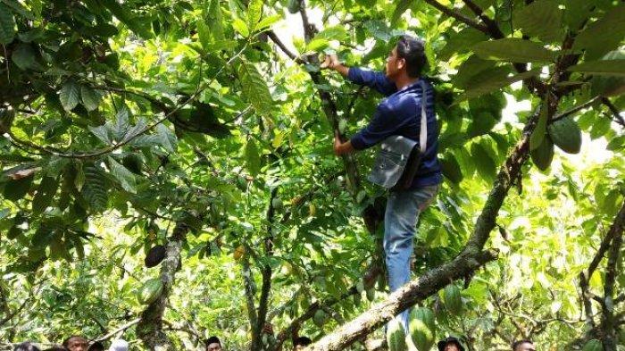 Biji Kakao Masih belum Difermentasi, Aceh Kehilangan Rp 70 Miliar Per ...