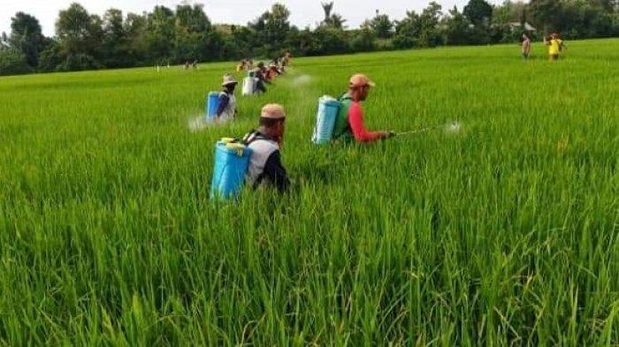 10 Hektar Tanaman Padi di Glumpang Tiga, Pidie Diserang Hama Ulat, Petani Semprot Massal ...