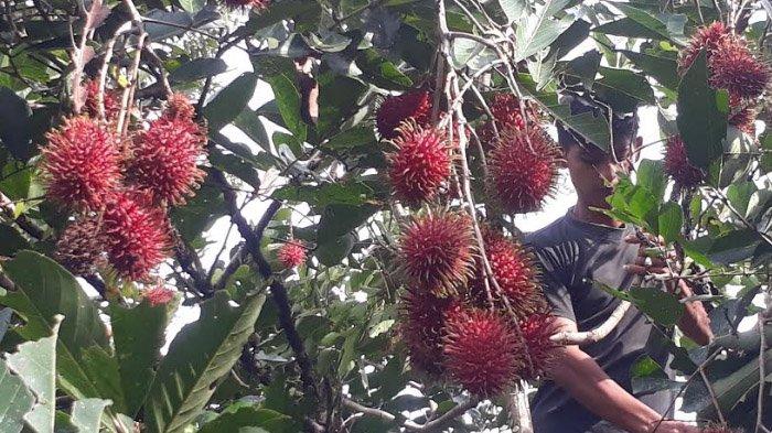 Ternyata, Air Rebusan Daun Rambutan Bisa Memberikan Manfaat Bagi Tubuh ...