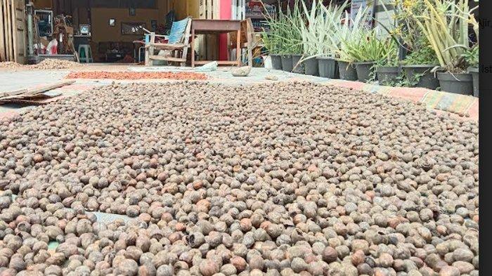 Harga Pinang Kering Anjlok di Kisaran Rp 7.000-Rp 8.000/Kg ...