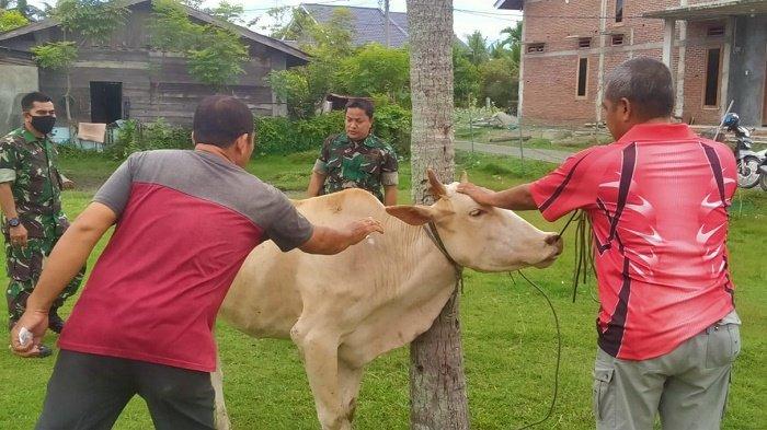 Sapi Mati Terjangkit PMK di Lhokseumawe Capai 1.447 Ekor - Serambinews.com