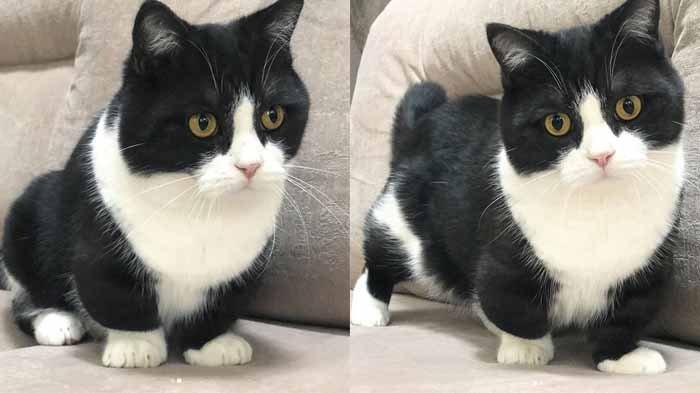 Kucing Pendek Berkaki 4 Inci Ini Jadi Bintang di Instagram, Pemilik ...