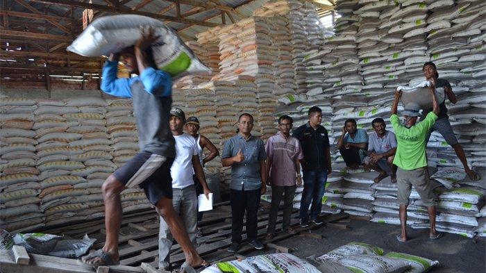 Stok Pupuk NPK Ponskha Kembali Langka di Abdya, Petani Terpaksa Gunakan ...