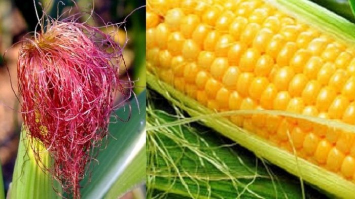 Tak Banyak yang Tahu, Ternyata Ini Manfaat Rambut Jagung untuk ...