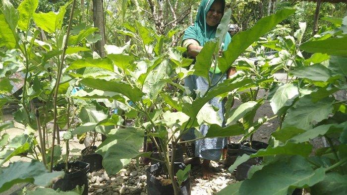 Dukung Ketahanan Pangan, Padang Bak Jok Abdya Kembangkan Program KRPL, Tiap Rumah Punya Kebun ...