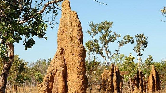 Melihat Hebatnya Arsitektur 'Ventilasi Ajaib' di Istana Rayap yang ...