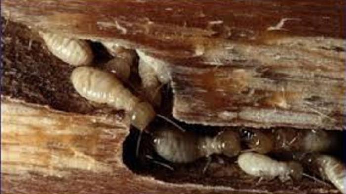 Cara Mudah Basmi Rayap Melalui Empat Cara Ini - Serambinews.com