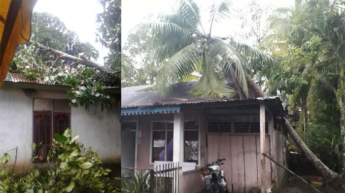 Dua Unit Rumah di Kuala Batee dan Jeuma Abdya Tertimpa Pohon ...