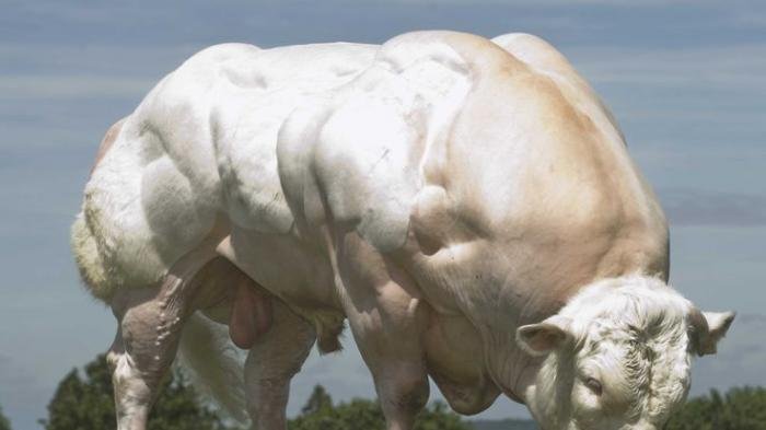 Inilah 10 Fakta Tentang Sapi Kekar Asal Eropa - Serambinews.com