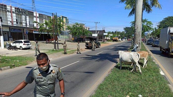 Satpol PP Aceh Besar Tertibkan Ternak Berkeliaran di Jalan Umum - Serambinews.com