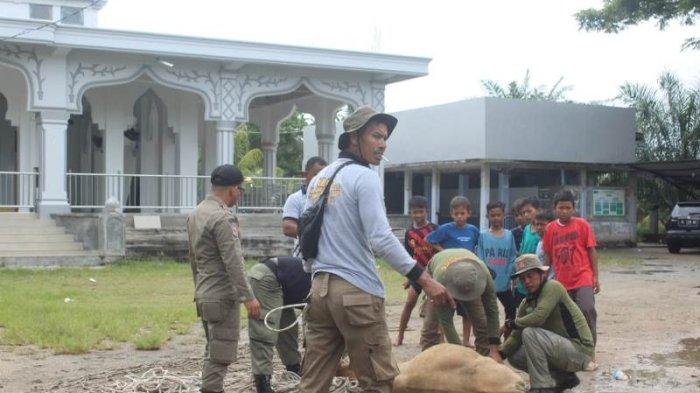 Satpol PP/WH Aceh Jaya Amankan 33 Sapi & 61 Kambing Berkeliaran di Tempat Umum, Pemilik Harus ...