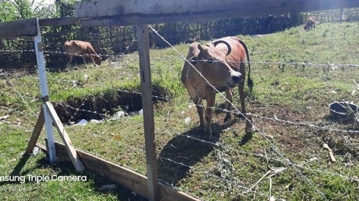 Satpol PP Laporkan Pemilik Ternak ke Polisi, Maki dan Hendak Pukul Petugas Saat Penertiban ...