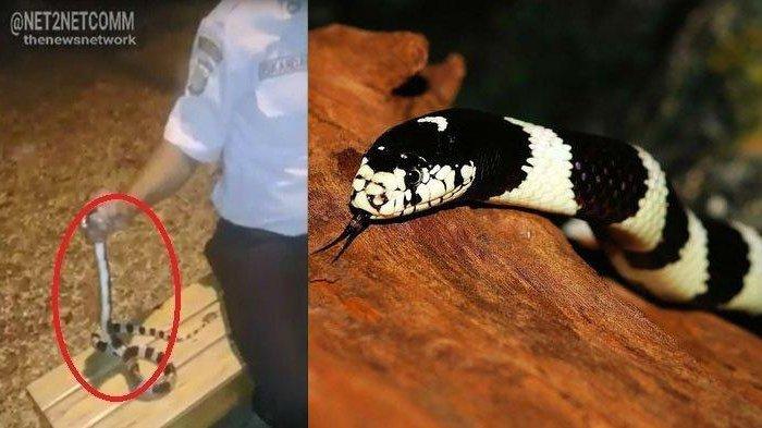 Viral Satpam Meninggal Digigit Ular Weling, Kenali Ciri & Waspada ...