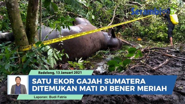 VIDEO Satu Ekor Gajah Sumatera Ditemukan Mati di Pintu Rime Gayo Bener Meriah - Serambinews.com