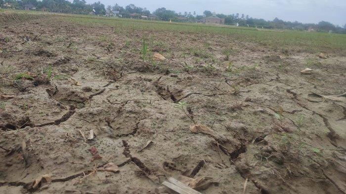 Kemarau, Sawah di Tunong Bugeng Aceh Timur Kering Hingga Terancam Gagal ...