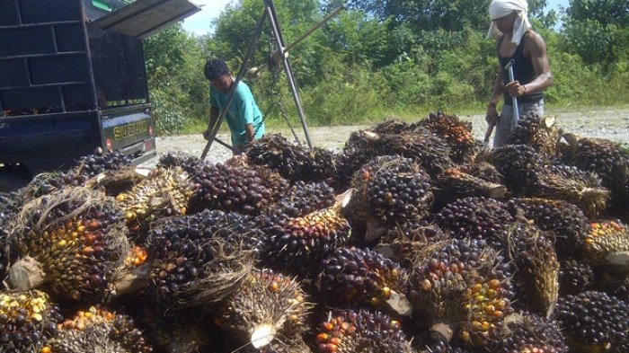 Ini Harga TBS Kelapa Sawit Tingkat PKS dan Ram di Aceh Selatan ...