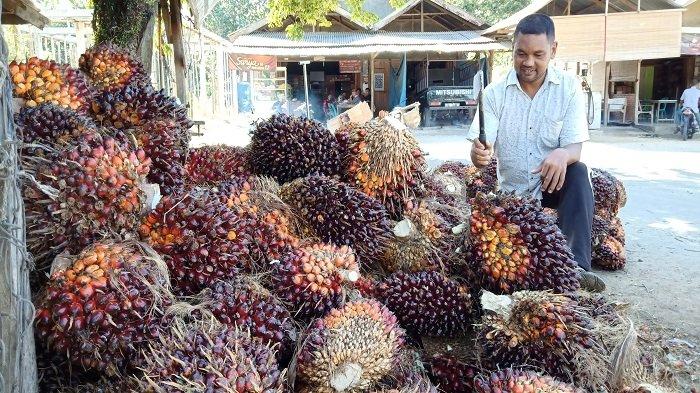 TBS Sawit di Aceh Timur Hanya Dihargai Rp 550 per Kilogram ...