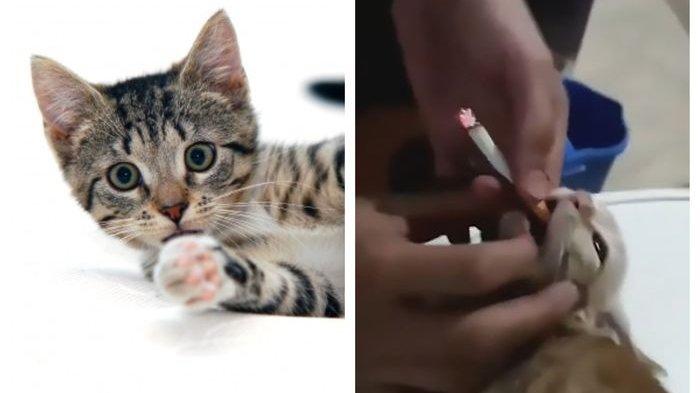 Bejat, Pemuda Paksa Kucing Hisap Rokok Hingga Bersorak Girang, Begini ...