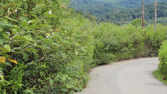 Semak Belukar Tutupi Lintas Jeuram-Takengon - Serambinews.com