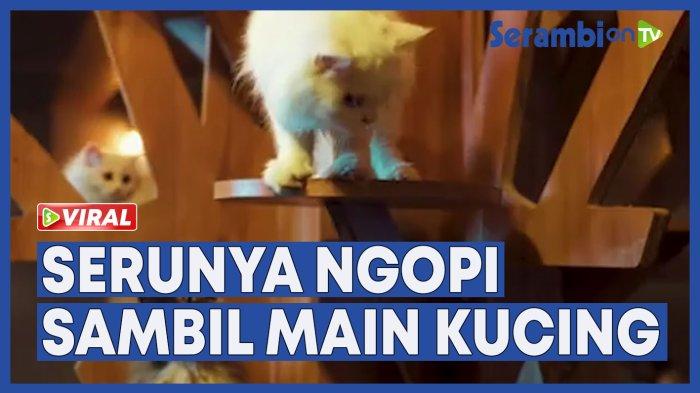 VIDEO Serunya Ngopi Sambil Main Kucing di Meow Cat Cafe Malang ...