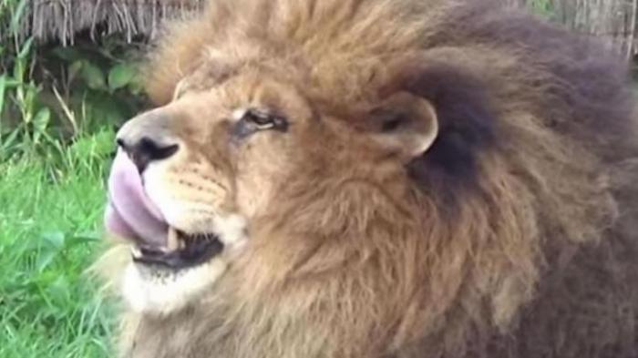 Anaknya Diserang, Ibu Ini Nekat Bertarung Hidup dan Mati dengan Seekor ...