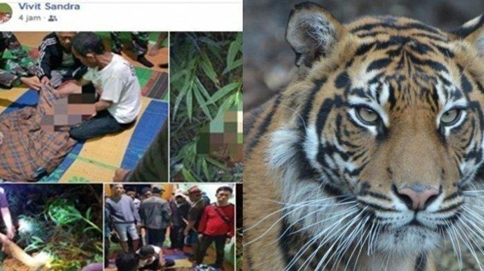 Sudah 60 CM di Depan Harimau, Ini yang Diucapkan Katemin Buat Raja ...