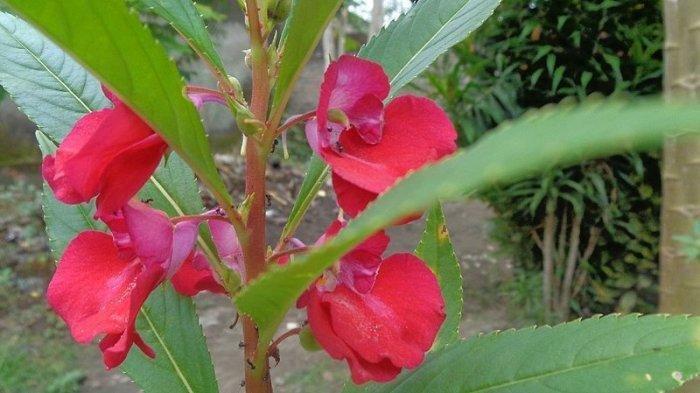 Bukan Sekedar Tanaman Hias, Pacar Air Bisa Jadi Obat Tradisional untuk ...