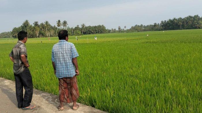 Padi Warga Jangka Buya Pidie Jaya Diserang Hama - Serambinews.com