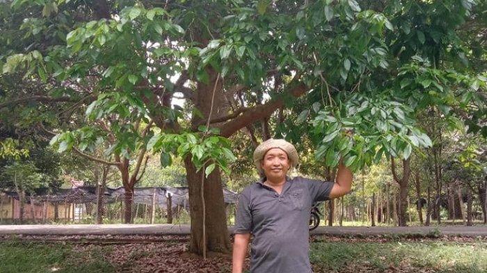 Ternyata Pemilik Pohon Jengkol Terbaik di Indonesia Ada di Abdya, Ini ...