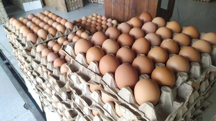 Harga Telur Ayam Ras di Aceh Tengah Turun - Serambinews.com