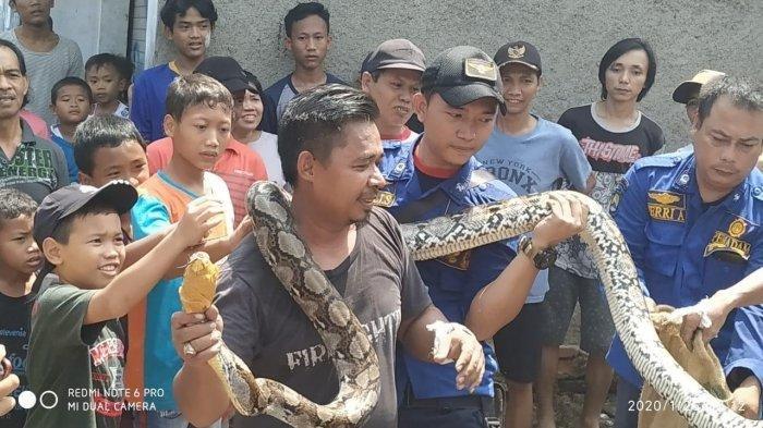 Video Penangkapan Ular Piton 3,5 Meter di Atap Rumah Warga, Satu ...