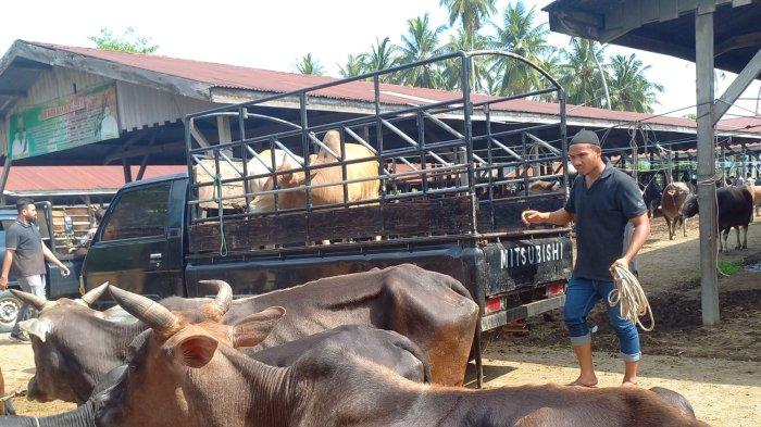 Transaksi Jual Beli Sapi & Kerbau Jelang Meugang Puasa Lemah, Sabang ...