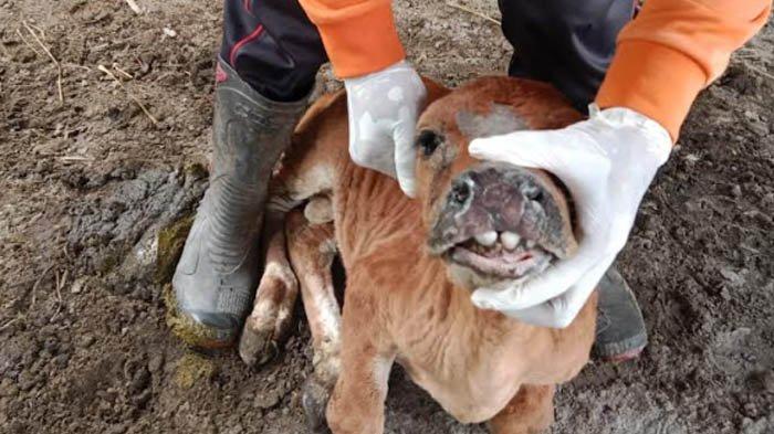 Ini Jumlah Sapi di Aceh Utara yang Terindikasi Infeksi Penyakit Mulut ...