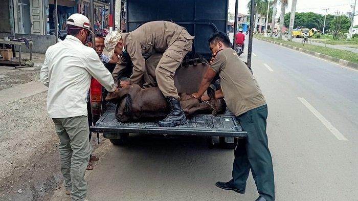 Satpol PP Aceh Besar Angkut Ternak yang Berkeliaran - Serambinews.com
