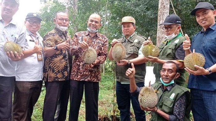 Durian Jenis Musang King di Aceh Tamiang Dinamai Durian Gring ...