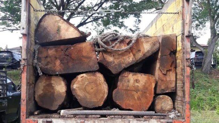 Tiga Pelaku Ilegal Loging di Aceh Besar Dibekuk Polisi, Sita Kayu Gelondongan tanpa Dokumen ...