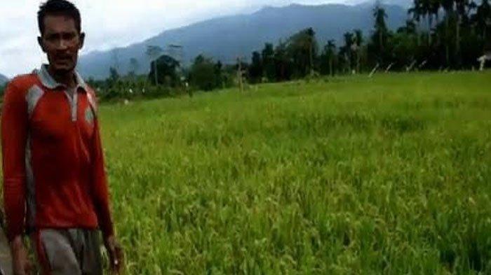 Digerogoti Hama Tikus, Puluhan Hektare Tanaman Padi di Mane Gagal Panen - Serambinews.com