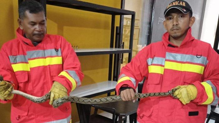 Bikin Syok! Ular Ditemukan Dalam Mesin Penggilingan Kopi Cafe di ...