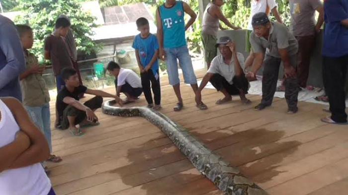 13 Jenis Piton Indonesia yang Harus Anda Ketahui Keberadaannya ...