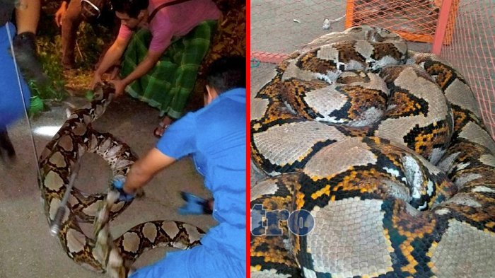 Ular Piton Raksasa yang Ditemukan di Malaysia Disebut Terpanjang di ...