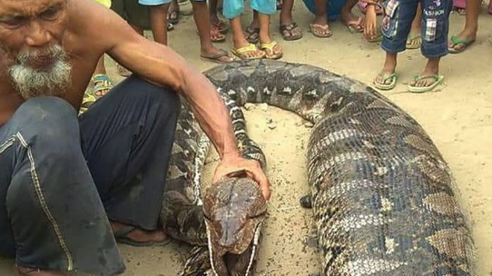 Ditolak Kebun Binatang Hingga Jadi Santapan, Begini Nasib Piton Raksasa ...